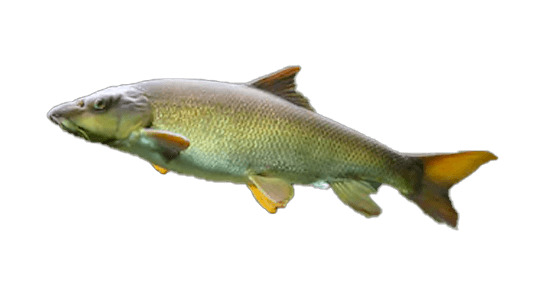 Barbo Común | Atlas WeFish