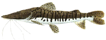 Surubí Atigrado | Atlas WeFish